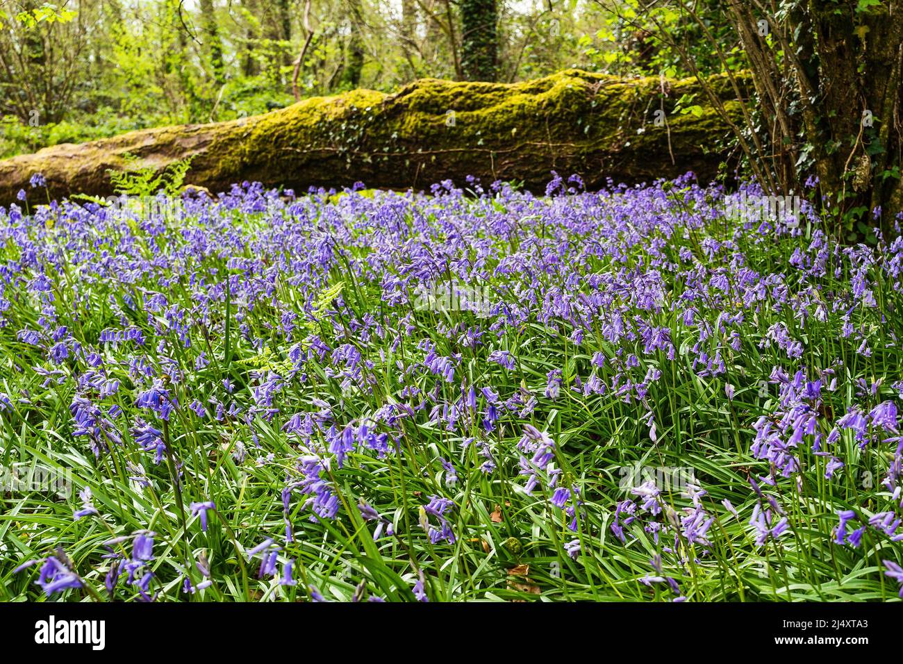 Welsh woodland hi-res stock photography and images - Alamy