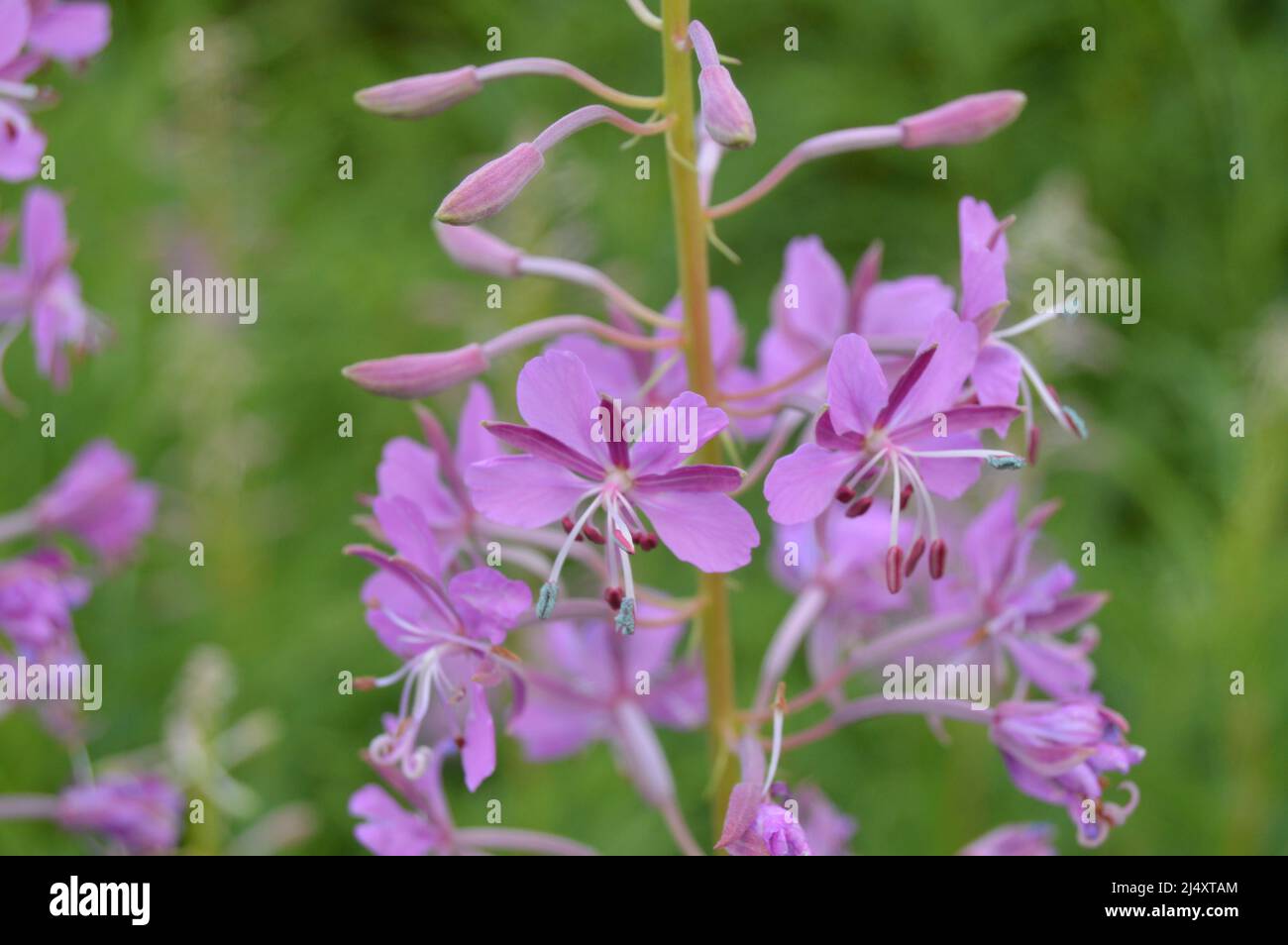 Flower flora on Bosnian mountains Stock Photo - Alamy