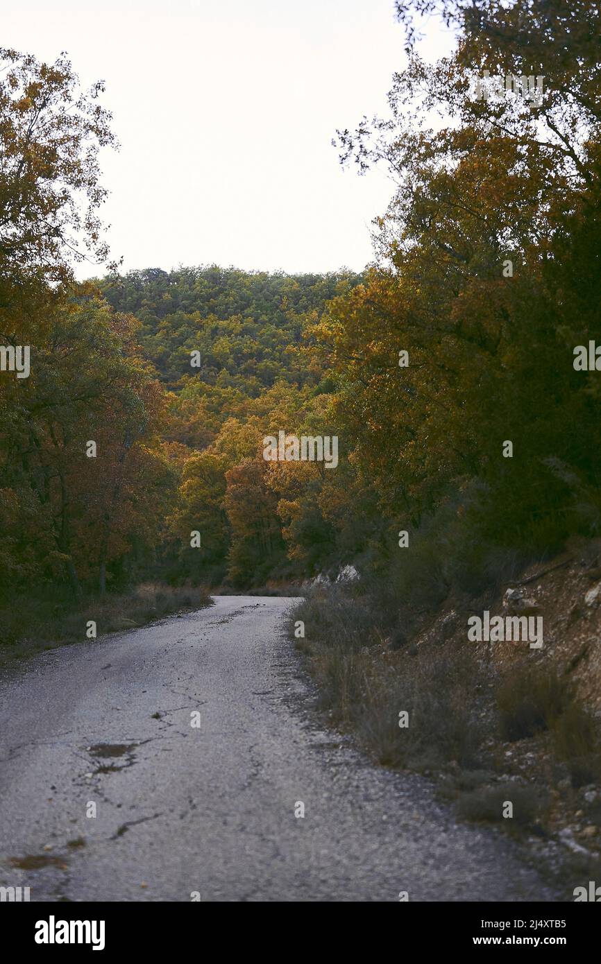 Abandoned old road surrounded by trees with autumn colors Stock Photo ...