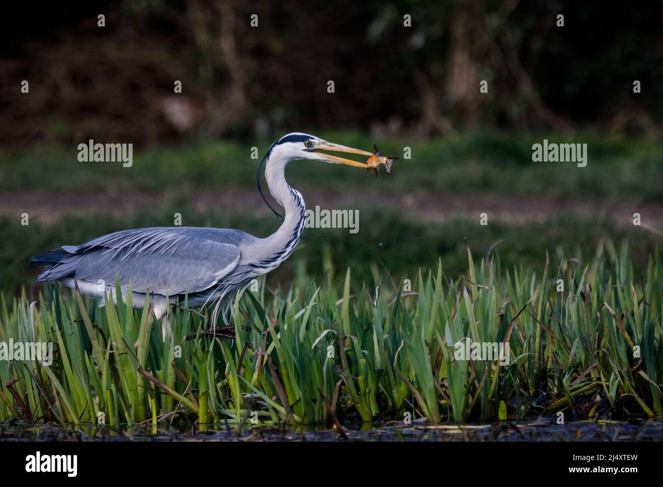 Grey Heron (Ardea cinerea) eating a caught fish in Barn Hill Pond ...