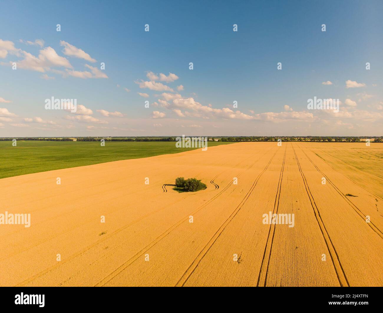 Wheat field from a height, top view, photographed by drone Stock Photo ...