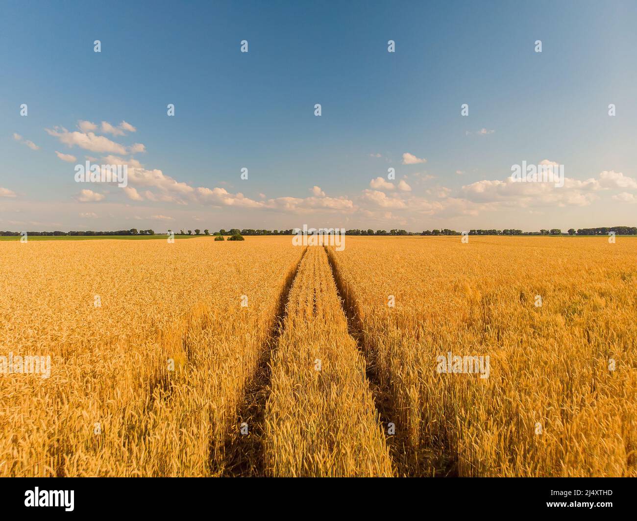 Drone flight over the ripe rye ears field Stock Photo - Alamy