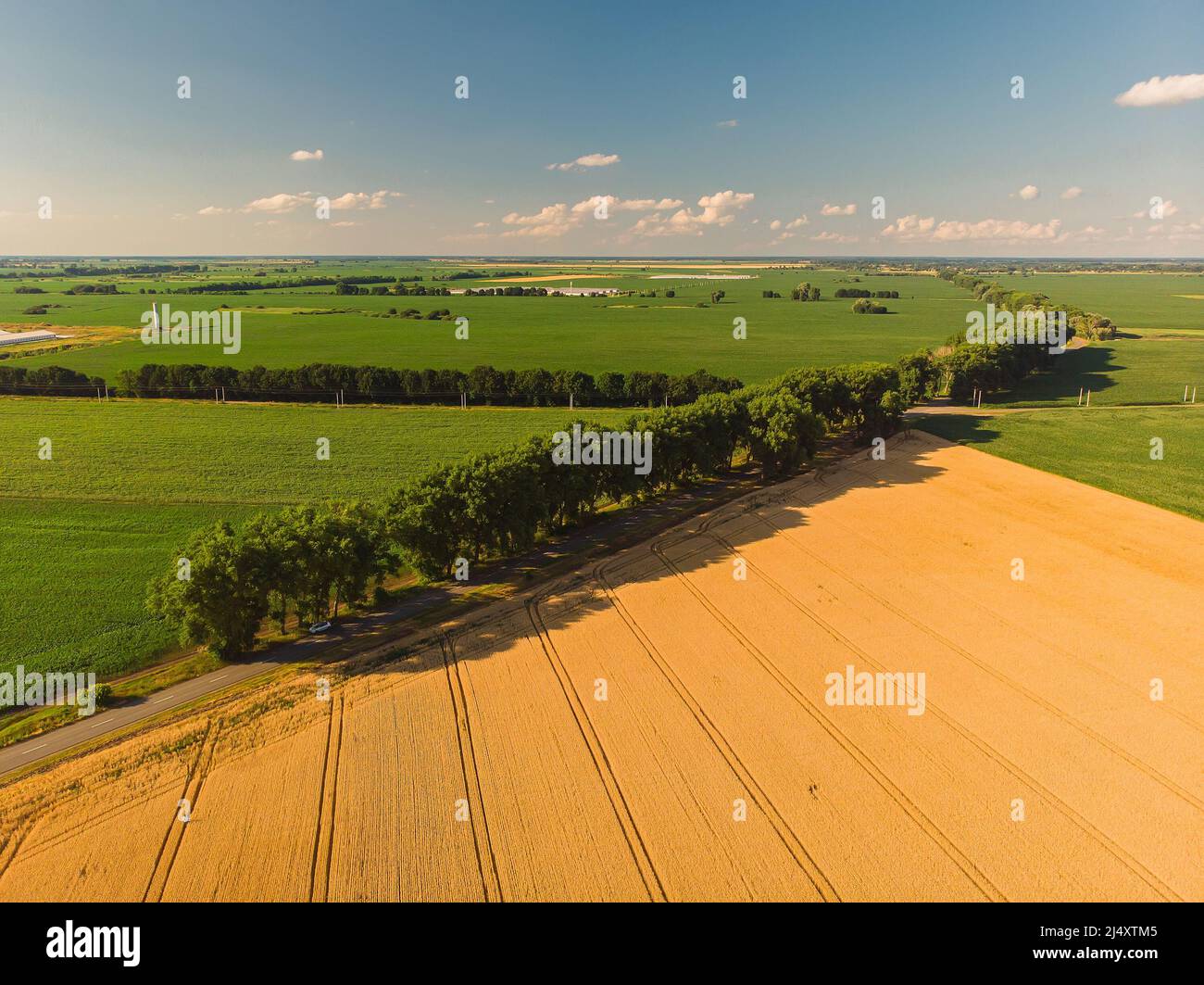 Drone flight over the ripe rye ears field Stock Photo - Alamy