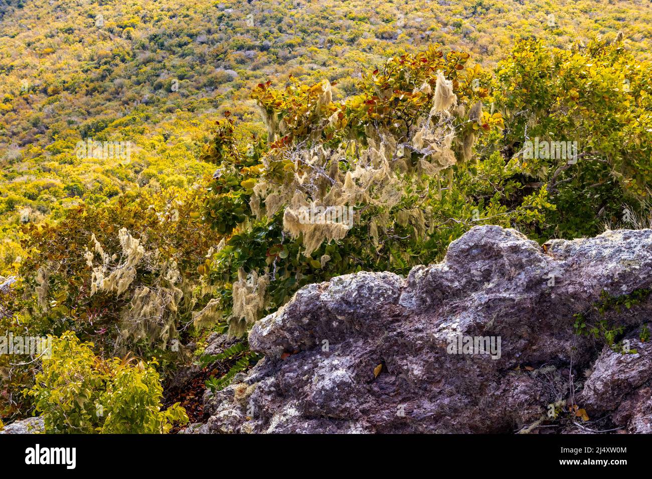 Thick vegetation at the Christoffel National Park on the Caribbean ...