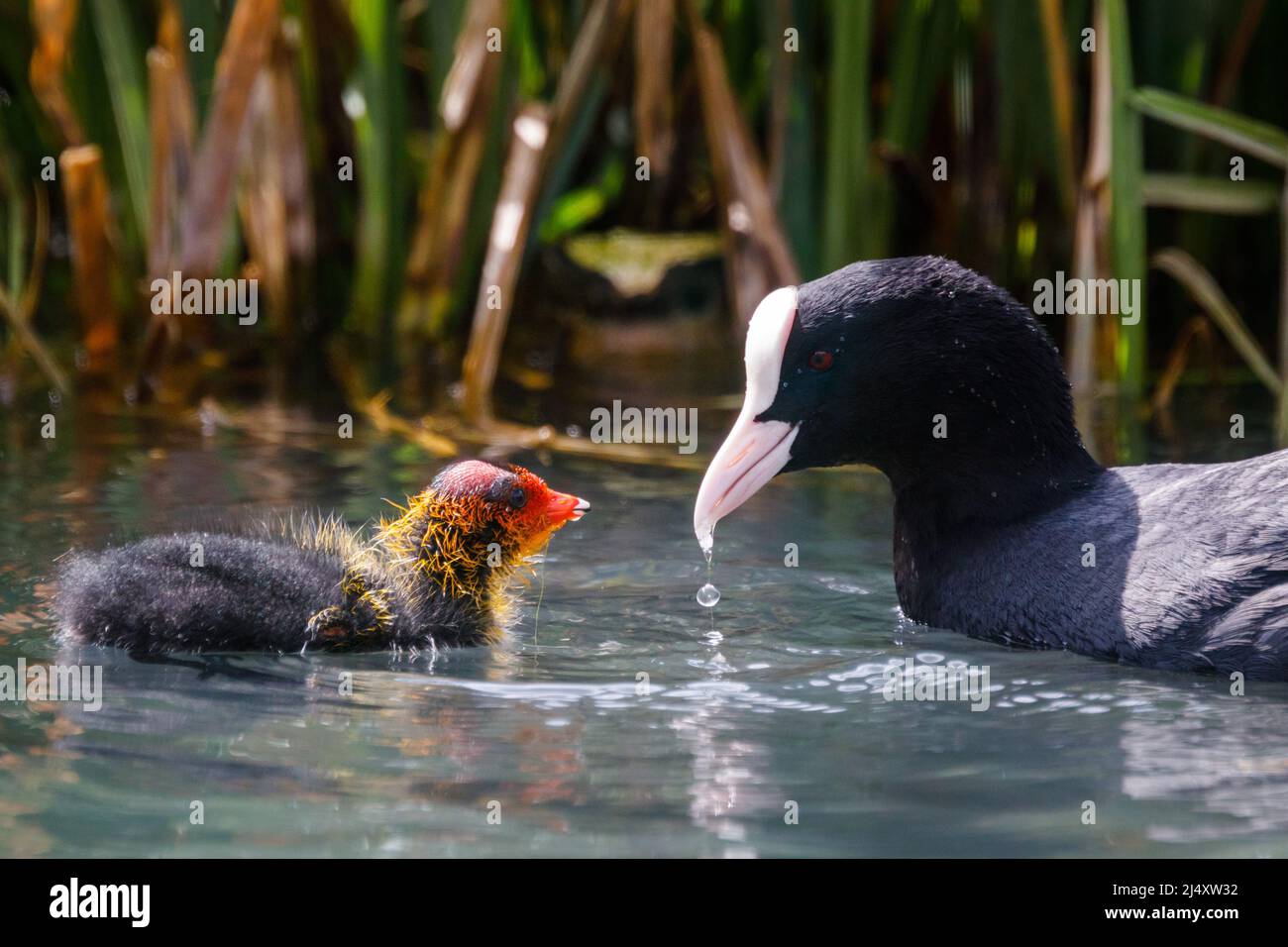 Adult Eurasian coot (Fulica atra) feeding a tiny, recently hatched ...