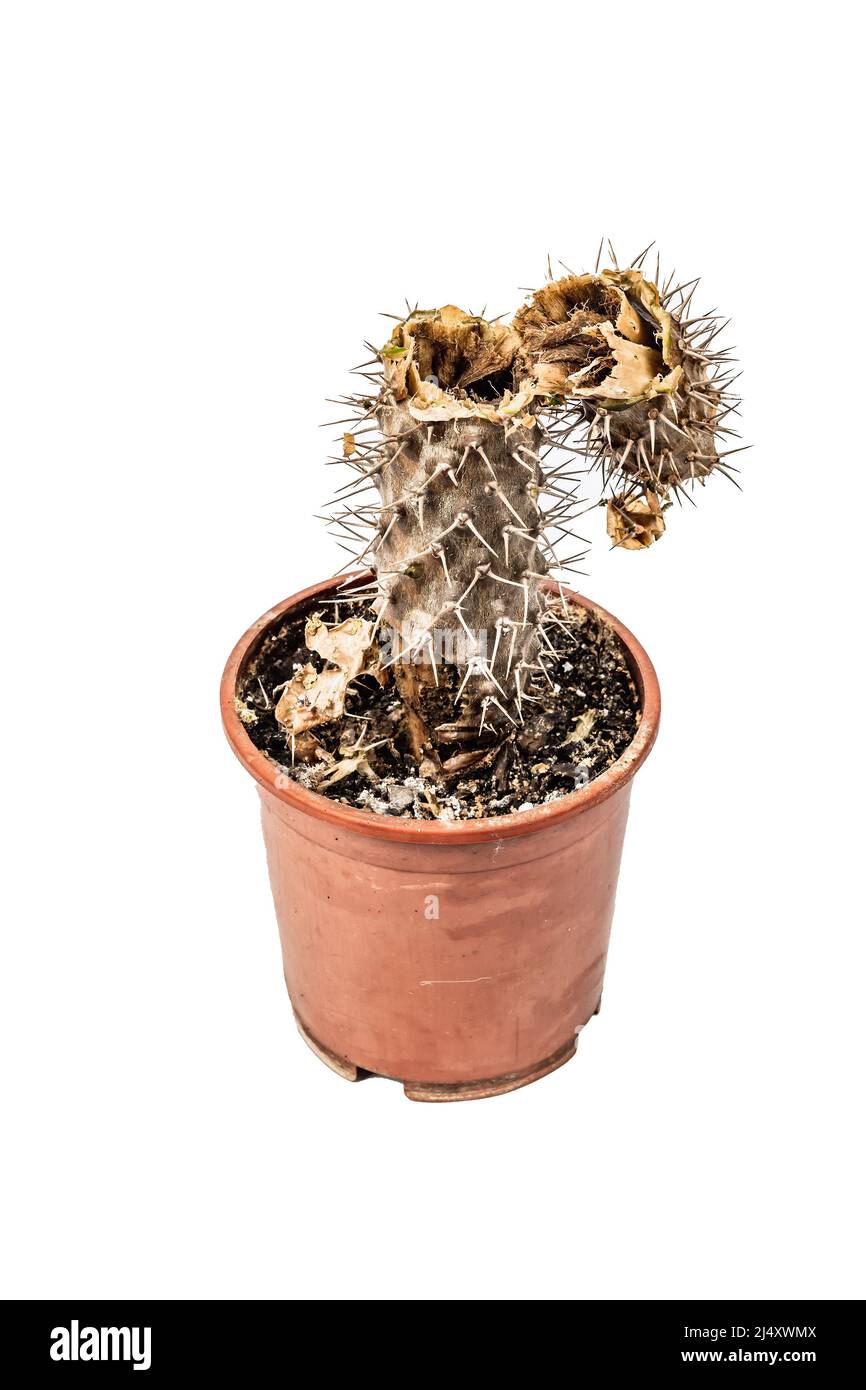 Rotten Pachypodium in a pot isolated on a white background. Example ...