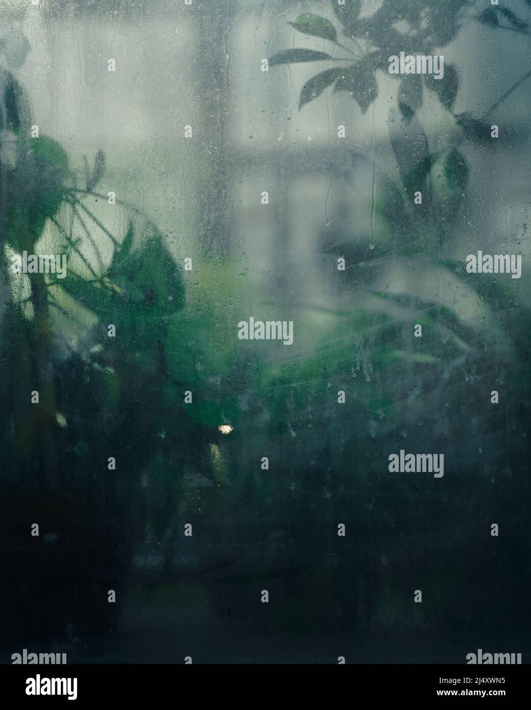 Dancing Plants #2 Stock Photo - Alamy