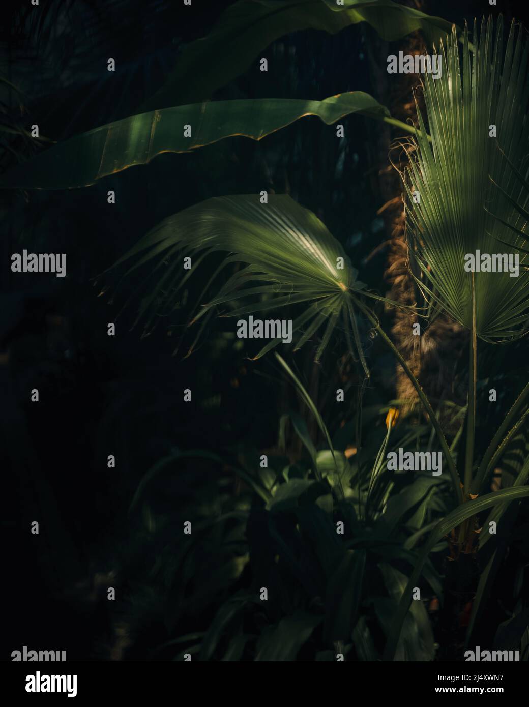 Dancing Plants #1 Stock Photo - Alamy