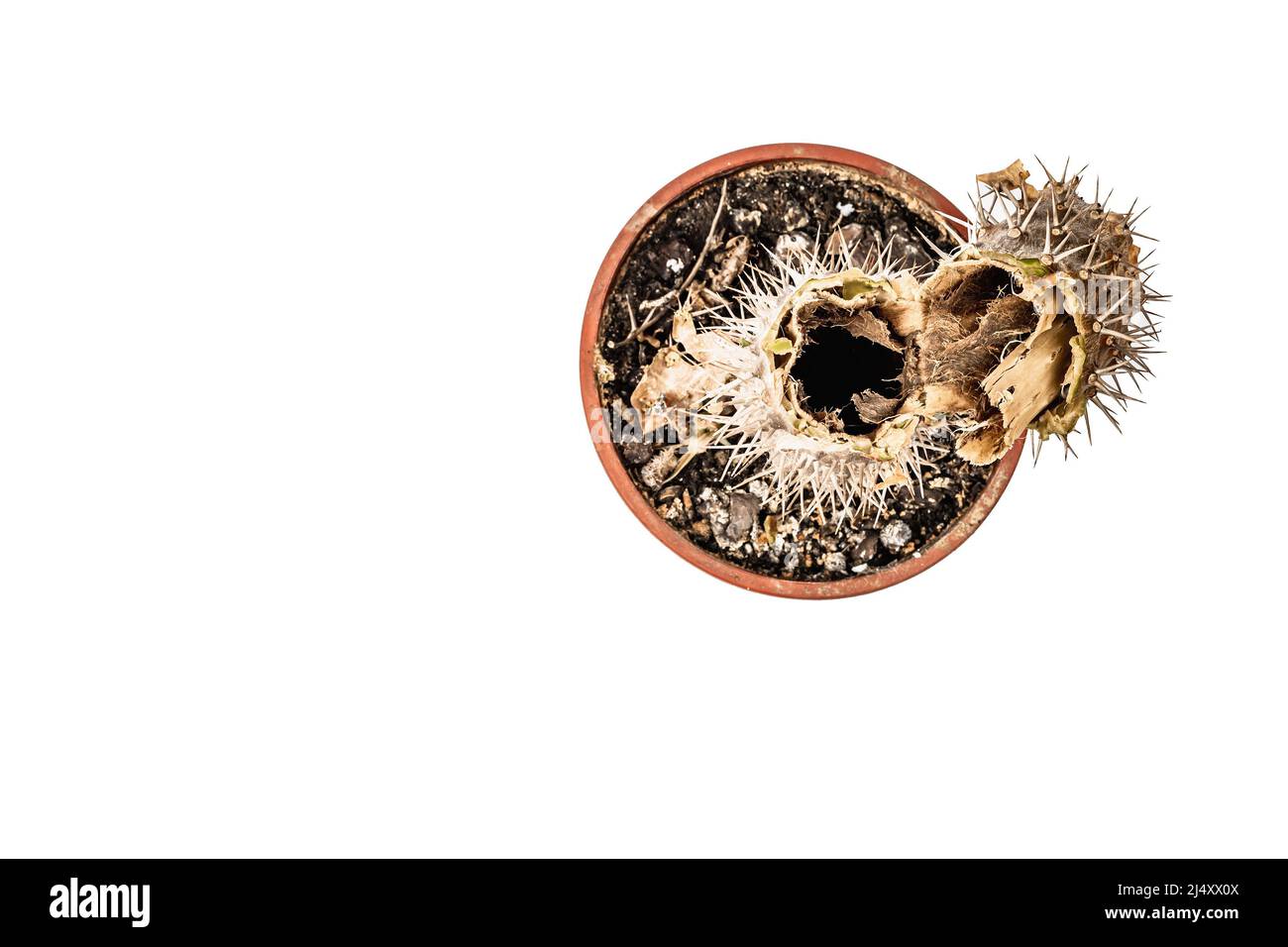 Rotten Pachypodium in a pot isolated on a white background. Example ...