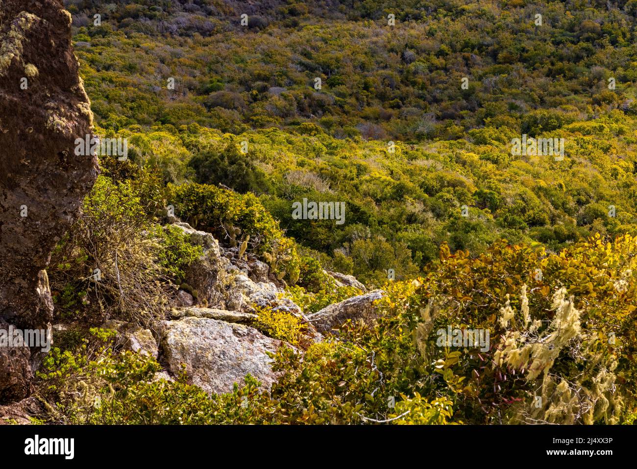 Thick vegetation at the Christoffel National Park on the Caribbean ...