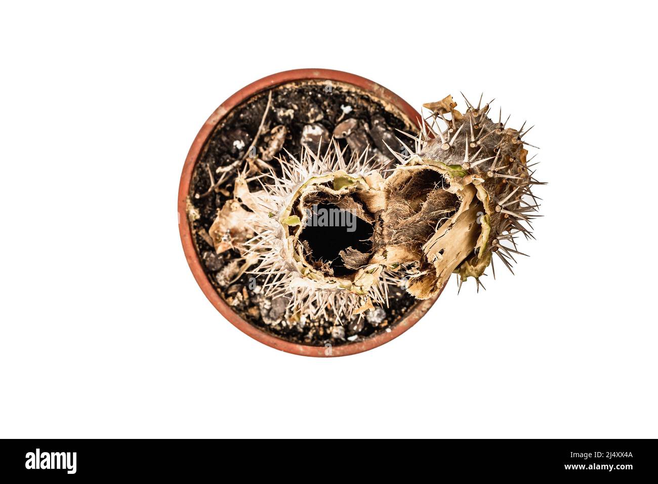 Rotten Pachypodium in a pot isolated on a white background. Example ...