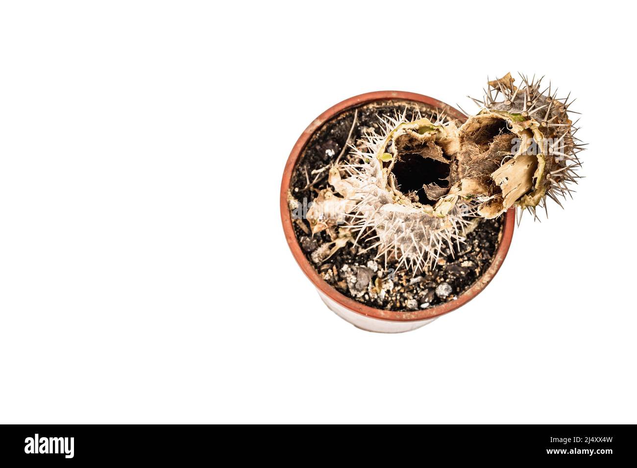 Rotten Pachypodium in a pot isolated on a white background. Example ...