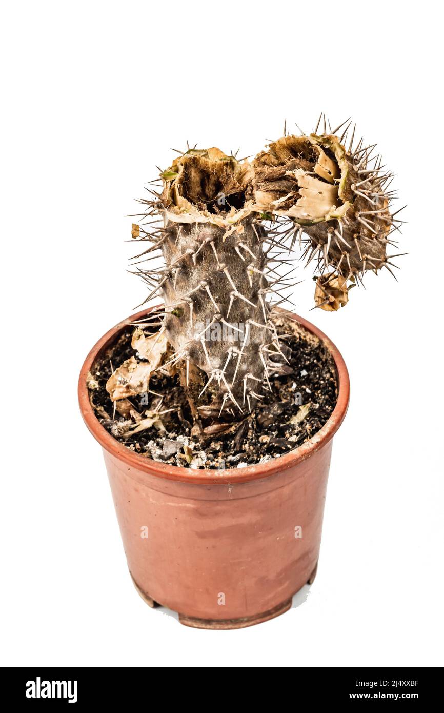 Rotten Pachypodium in a pot isolated on a white background. Example ...