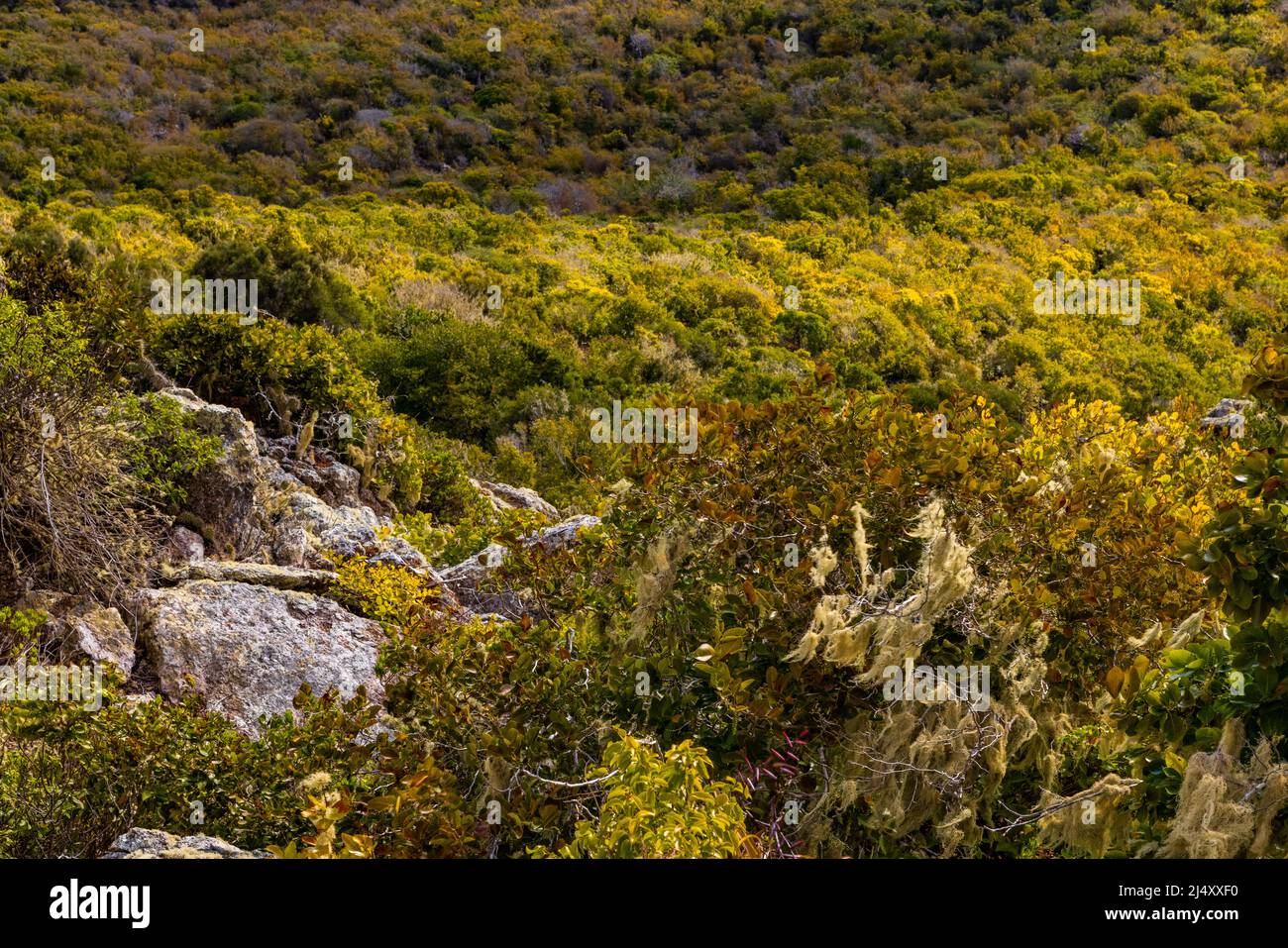 Thick vegetation at the Christoffel National Park on the Caribbean ...
