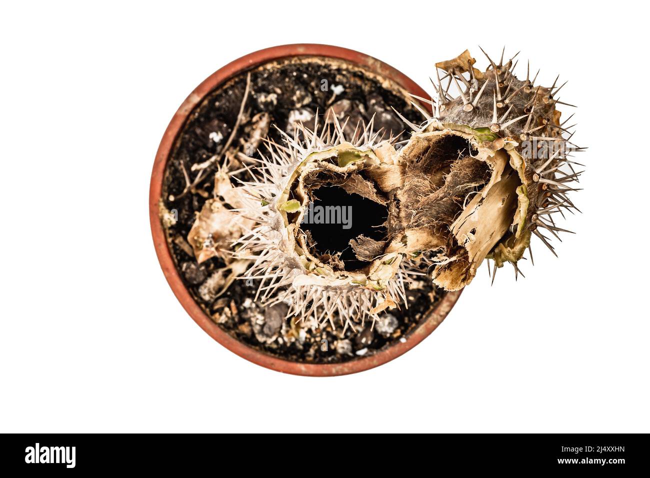 Rotten Pachypodium in a pot isolated on a white background. Example ...
