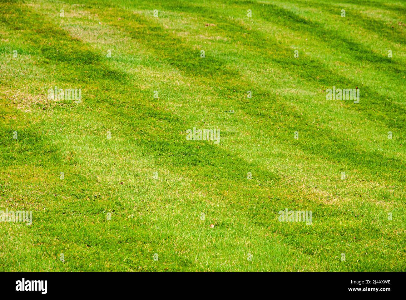 Parallel lines mowed grass in park as background Stock Photo - Alamy