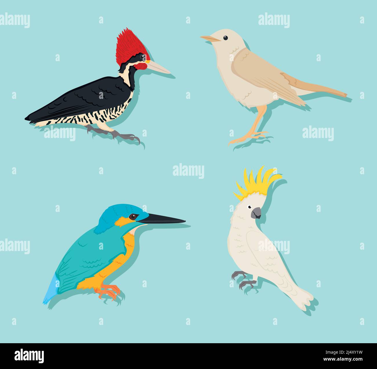cartoon birds icon set Stock Vector Image & Art - Alamy