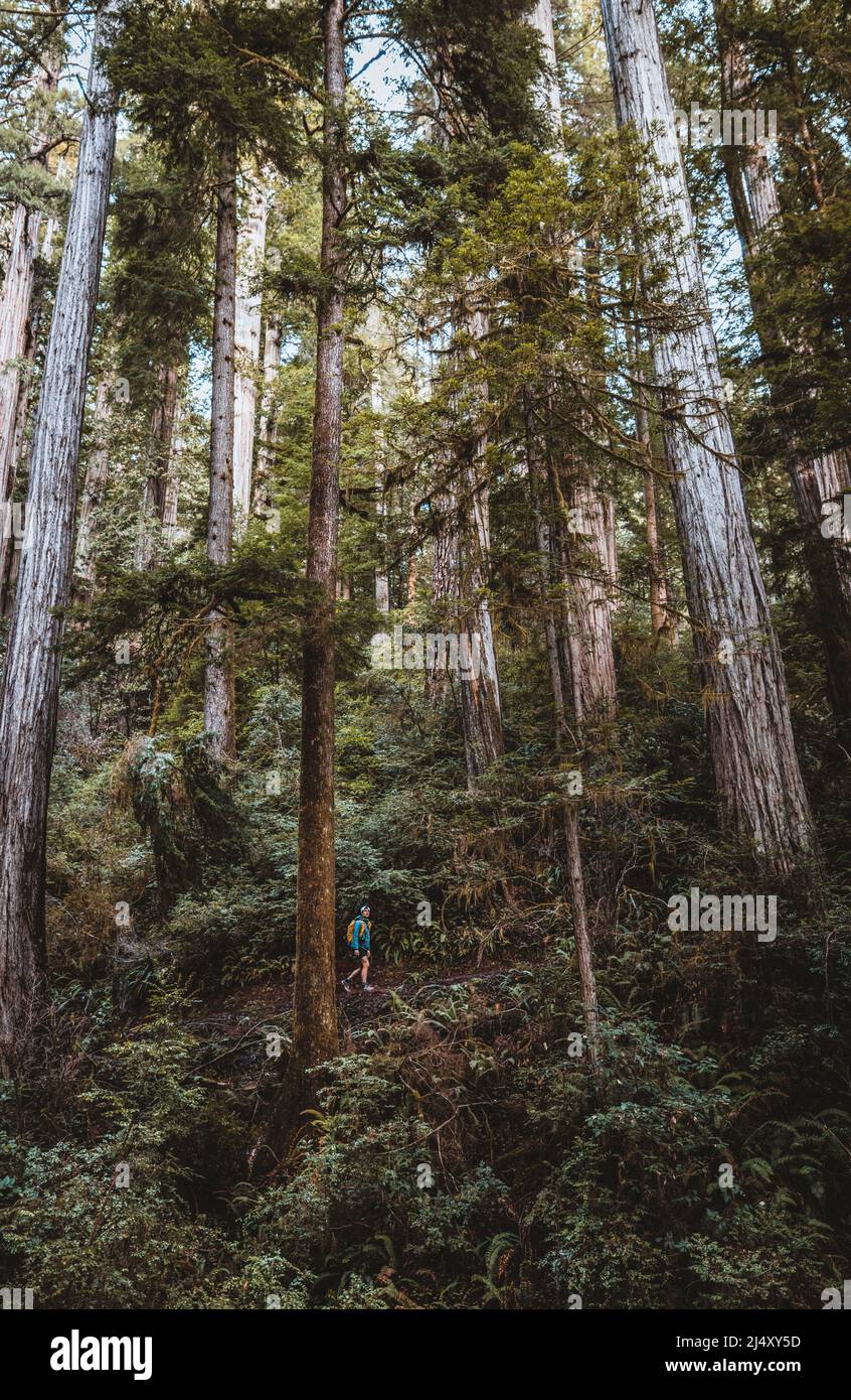 Man among redwoods hi-res stock photography and images - Alamy