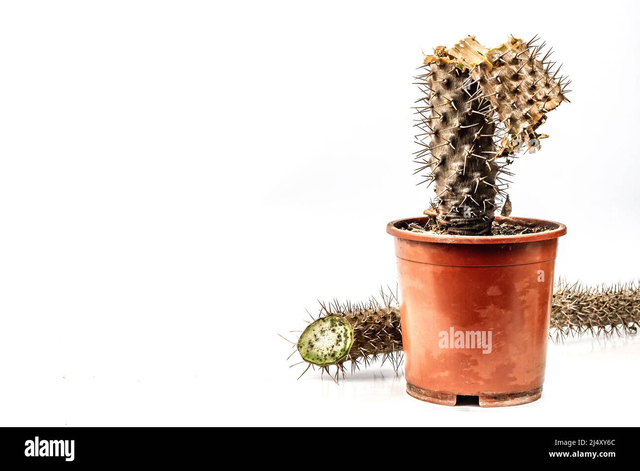 Rotten Pachypodium in a pot isolated on a white background. Example ...