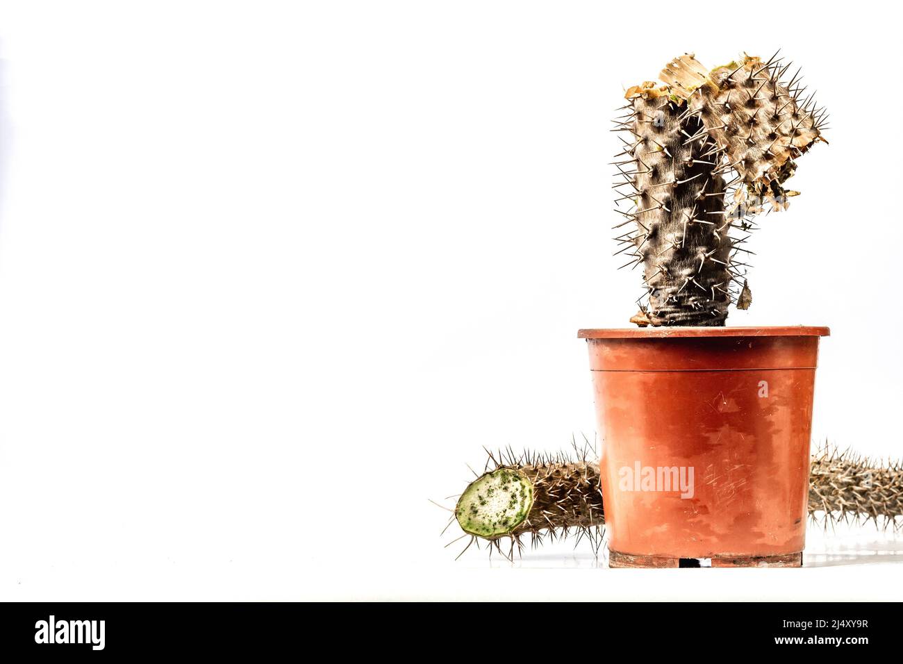 Rotten Pachypodium in a pot isolated on a white background. Example ...