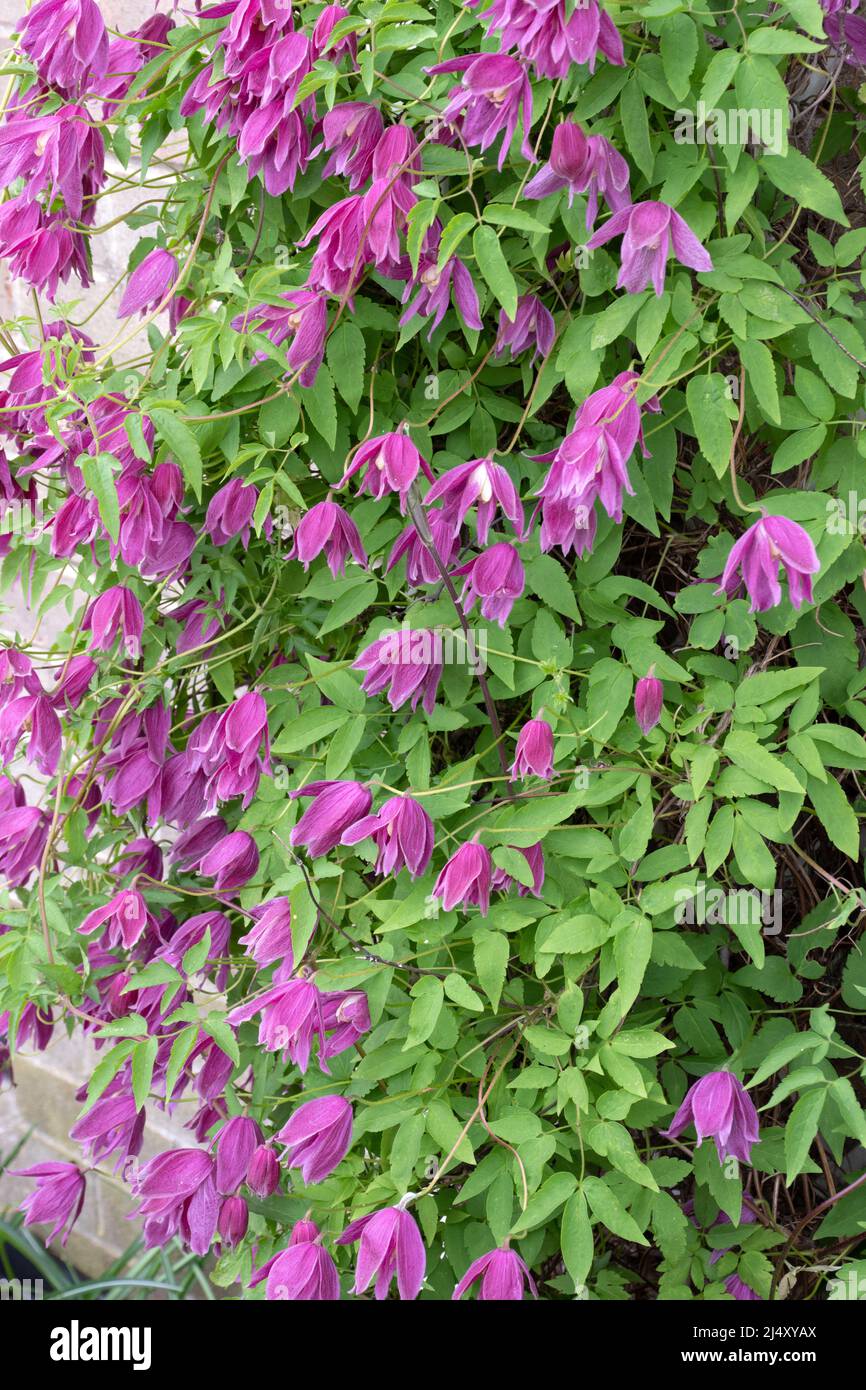 Clematis Alpina 'Constance' Stock Photo - Alamy