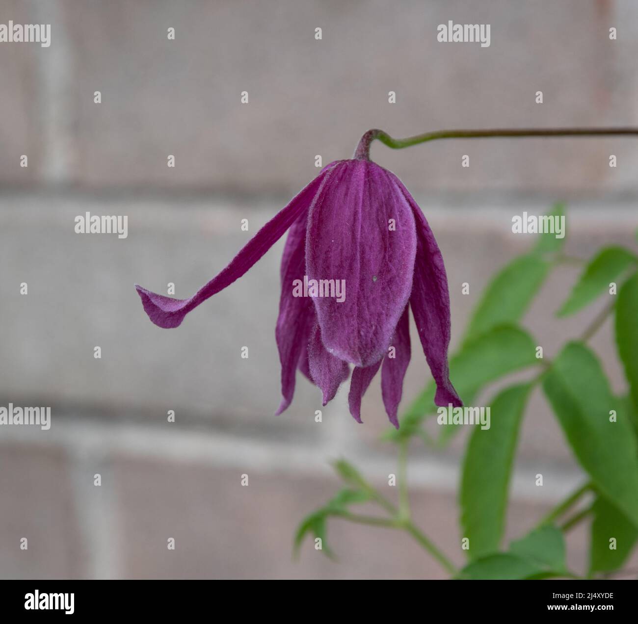 Clematis Alpina 'Constance' Stock Photo - Alamy