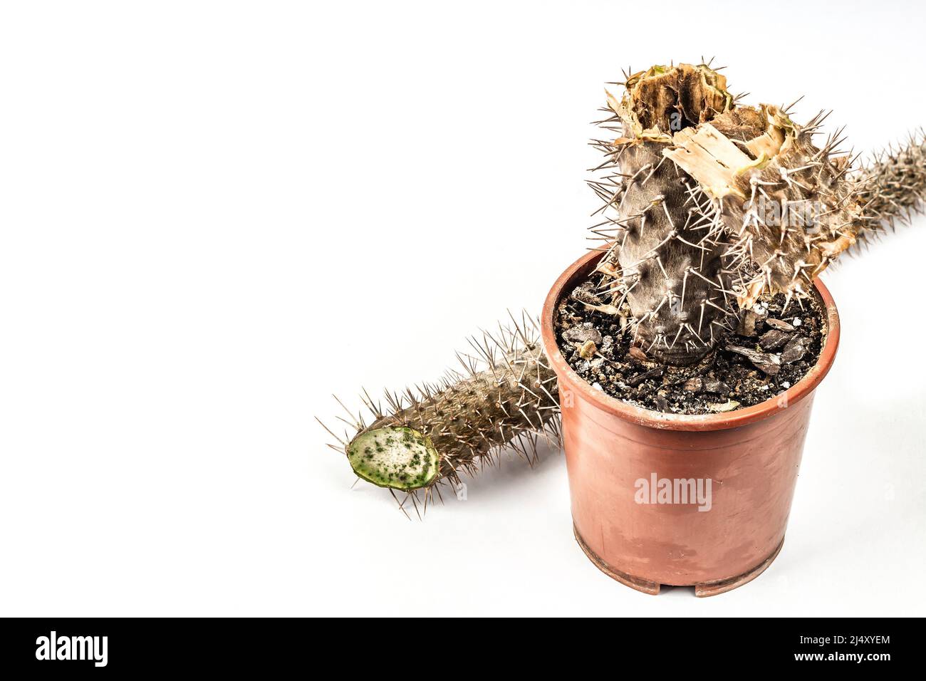 Rotten Pachypodium in a pot isolated on a white background. Example ...