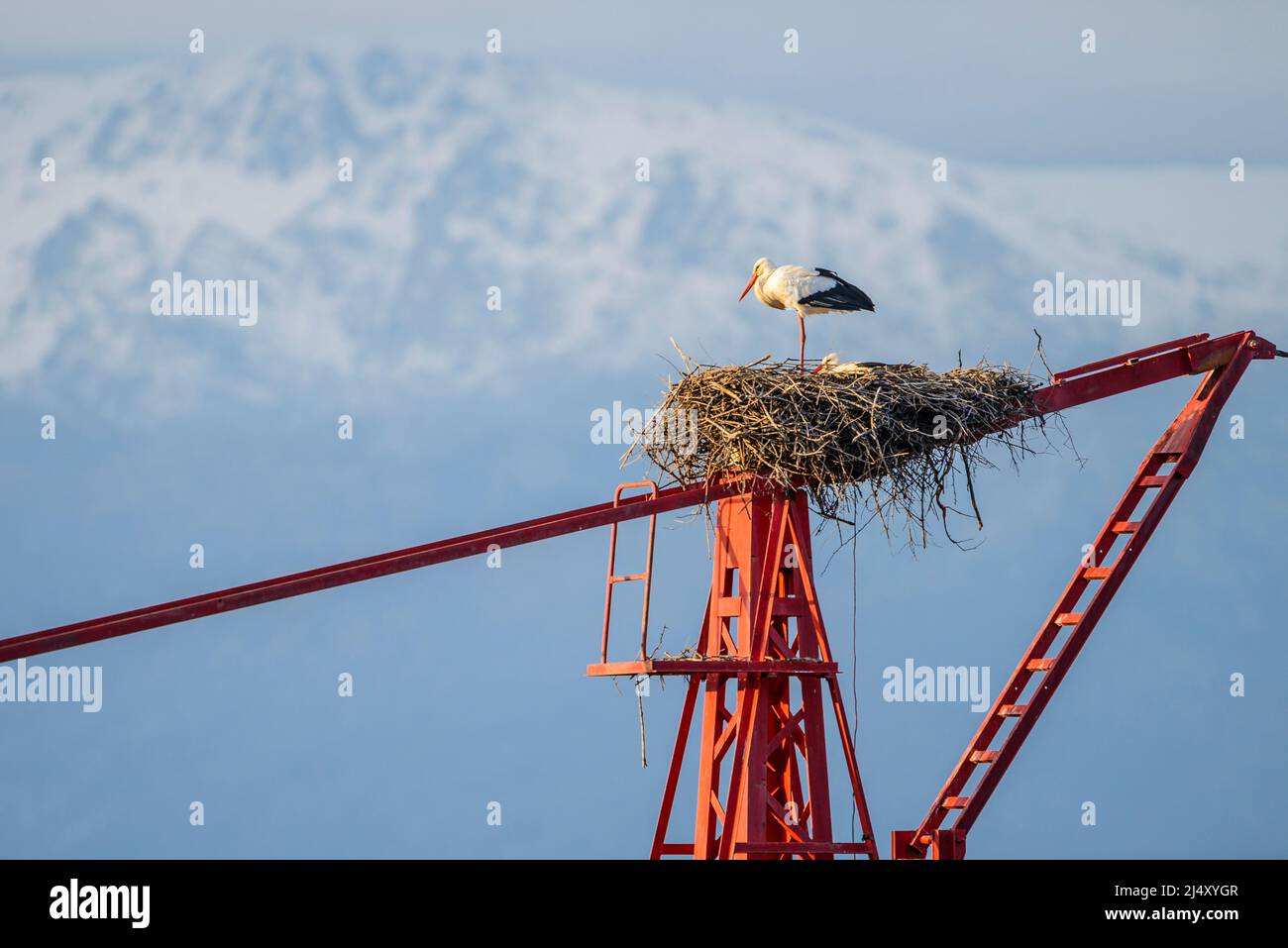 Nesting crane at nest hi-res stock photography and images - Alamy