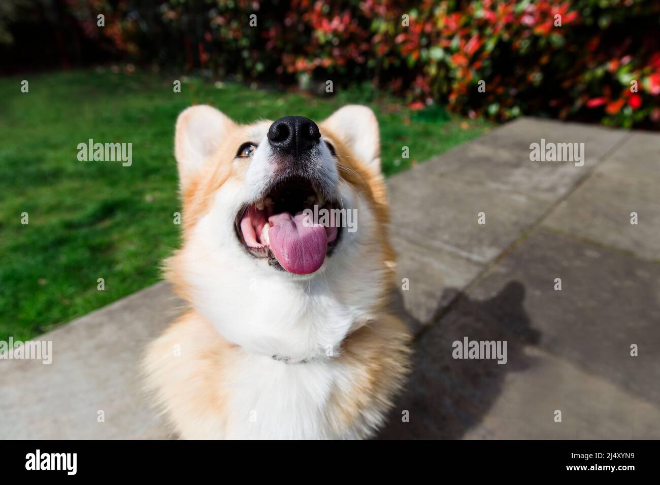 Jubilee corgi hi-res stock photography and images - Alamy