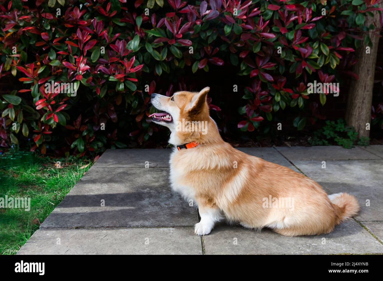 Side view of sitting corgi dog in garden Stock Photo - Alamy