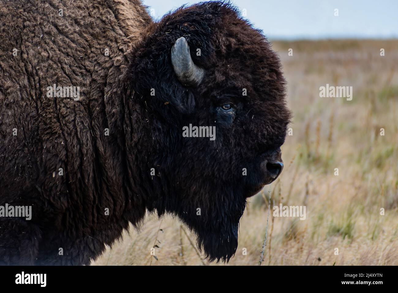 American Bison in the field of Antelope Island SP, Utah Stock Photo - Alamy