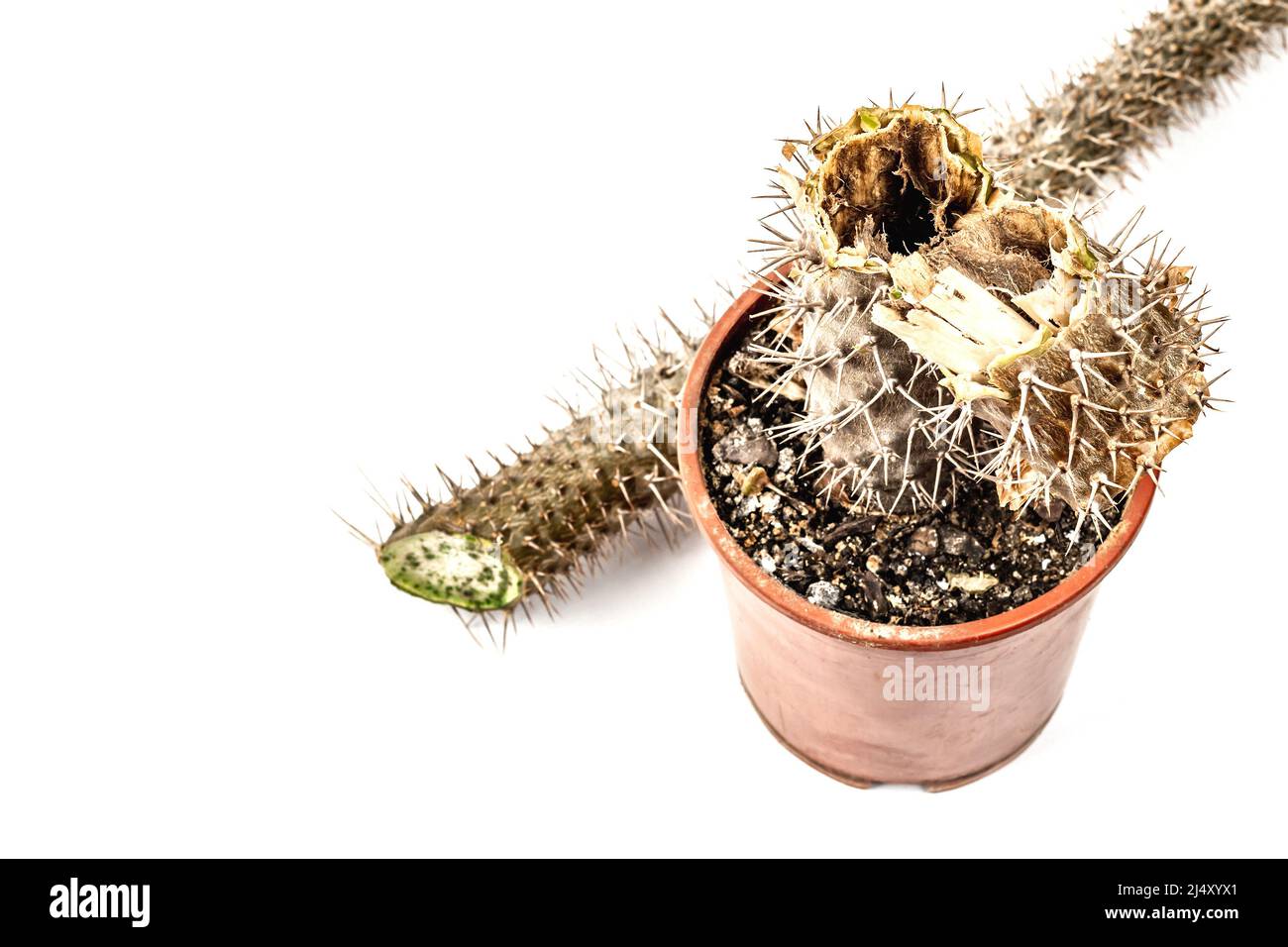 Rotten Pachypodium in a pot isolated on a white background. Example ...