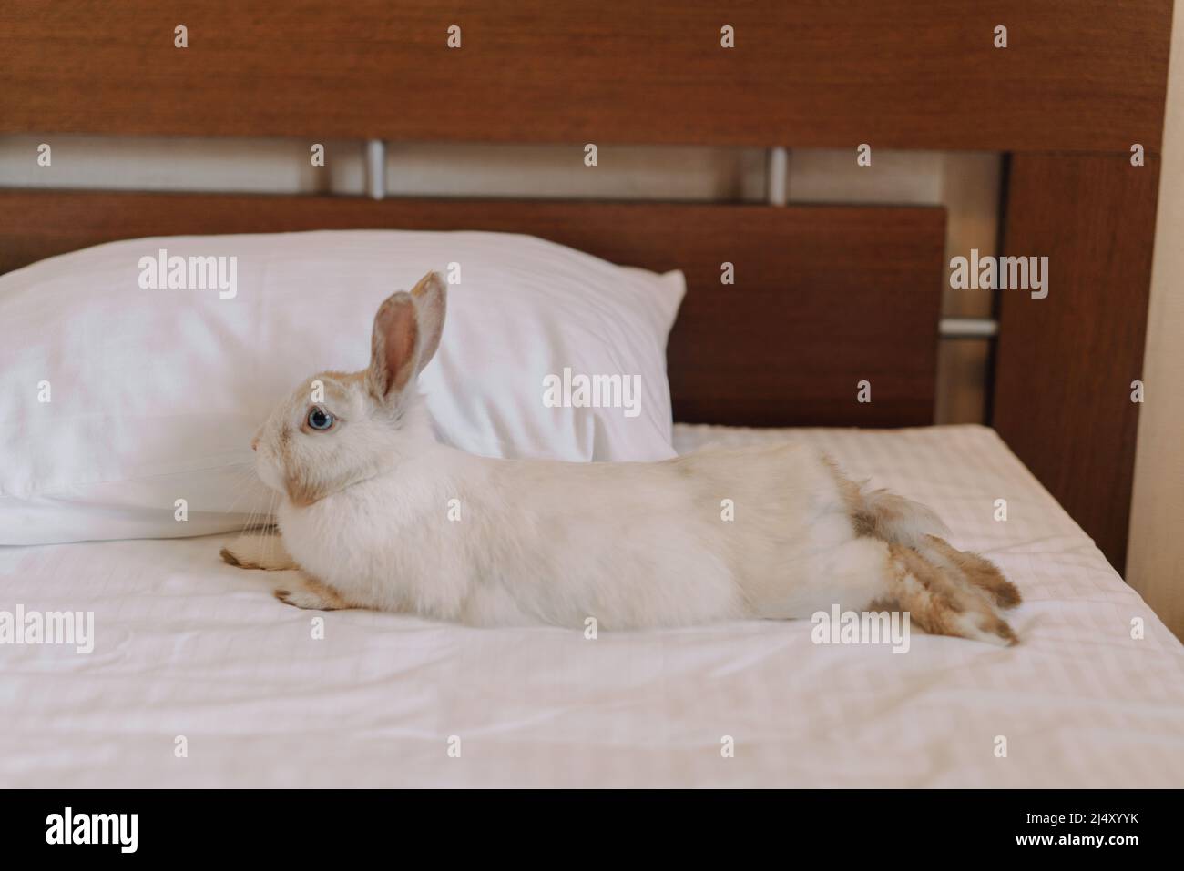 White decorative rabbit on the bad Stock Photo - Alamy