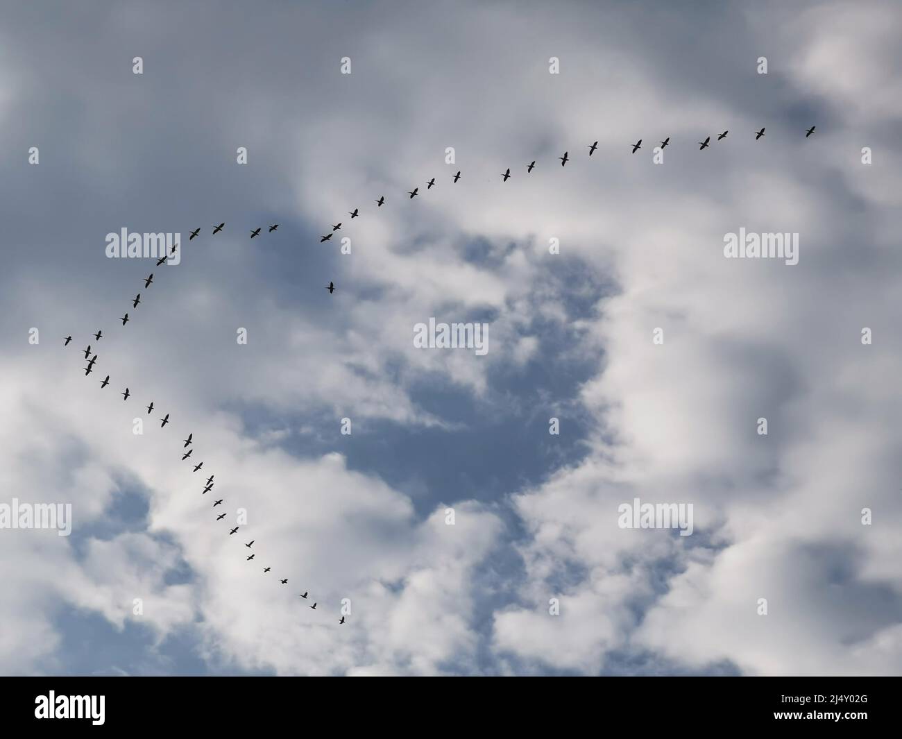 Flock of birds flying in V-formation Stock Photo - Alamy