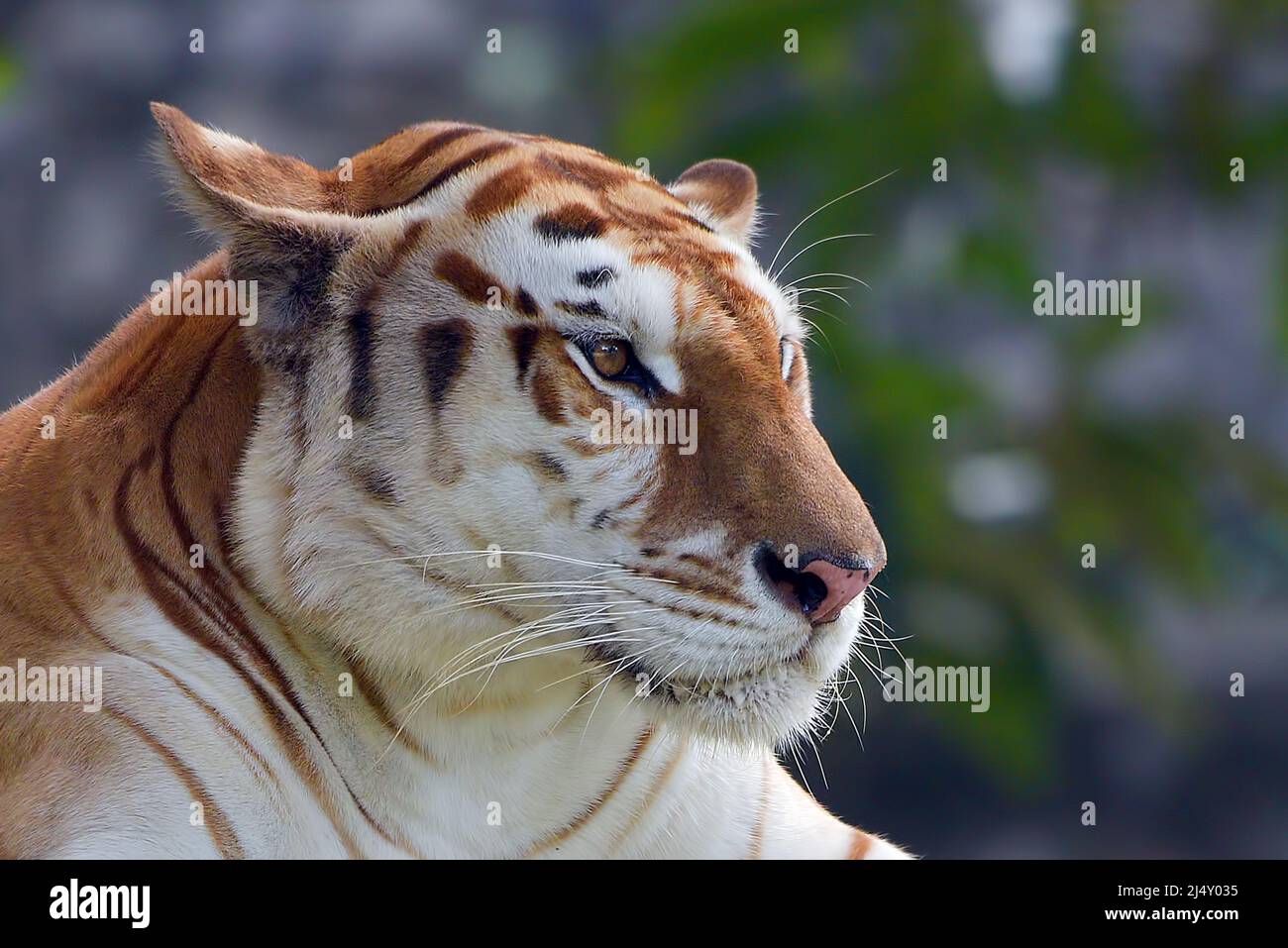 Indian tiger nose hi-res stock photography and images - Alamy