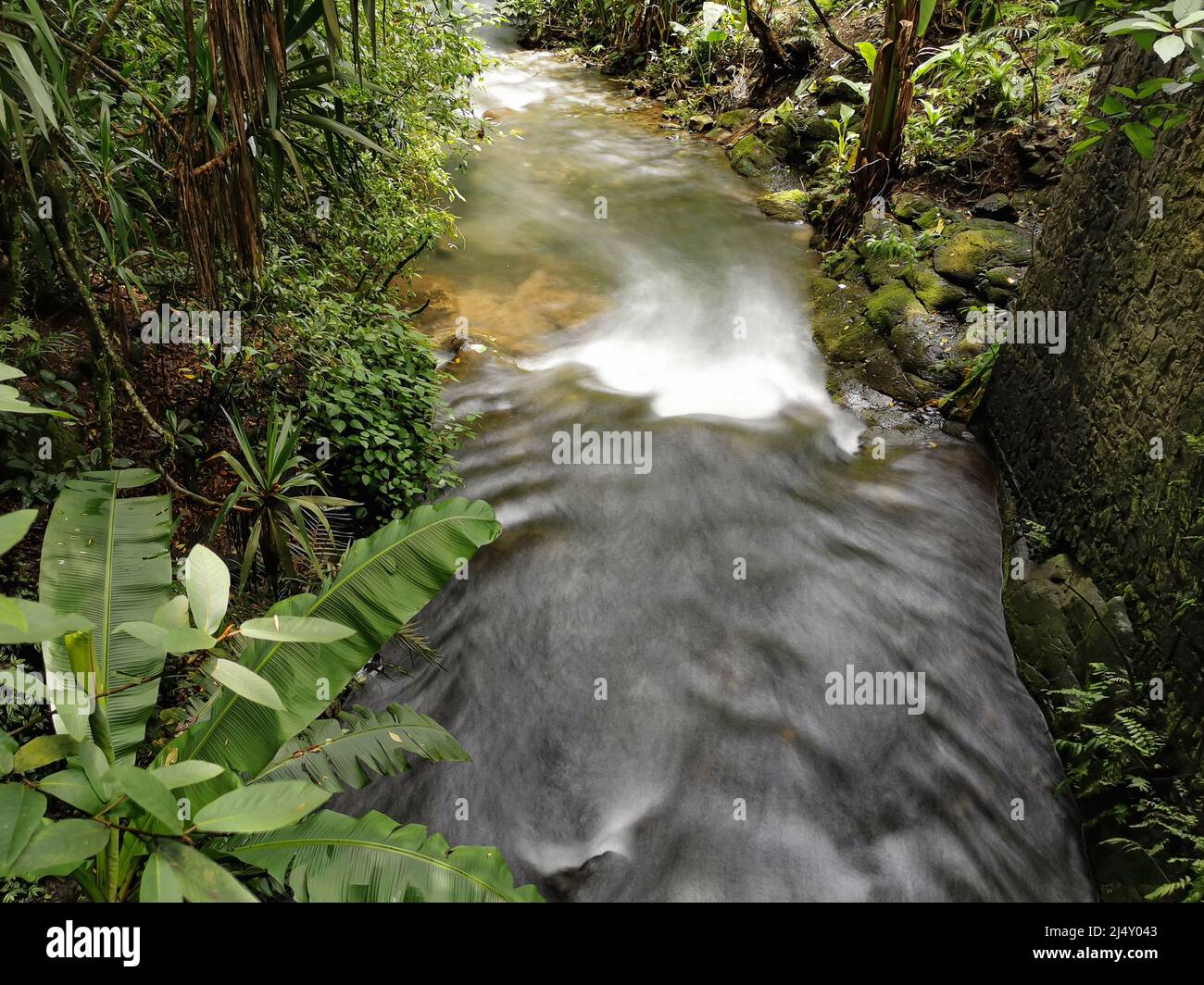 Stream of water in the middle of the wild jungle Stock Photo - Alamy