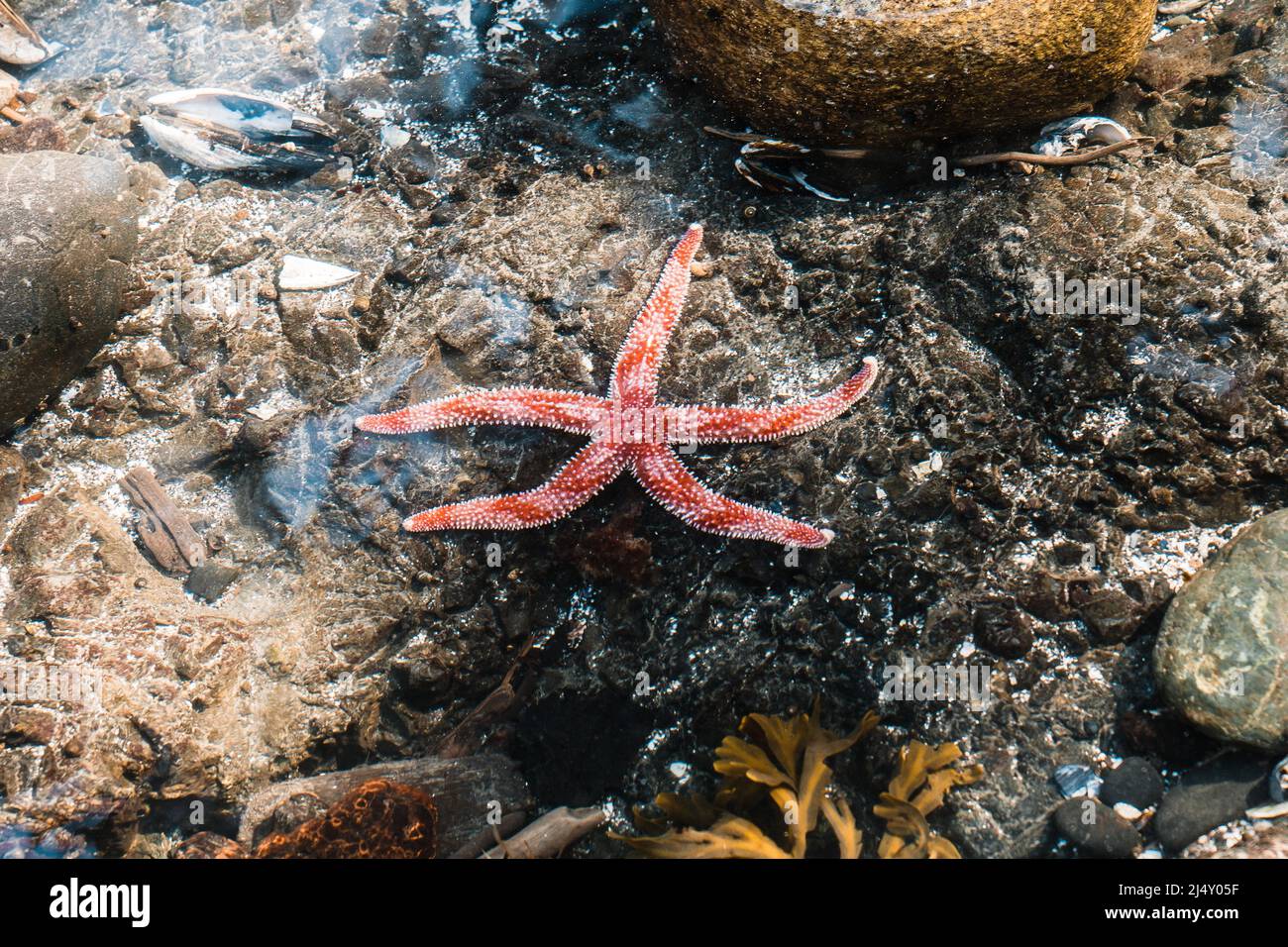Red starfish in white sand hi-res stock photography and images - Alamy