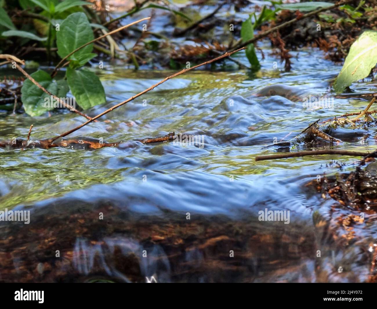 Small stream of water dragging parts of the natural vegetation Stock ...