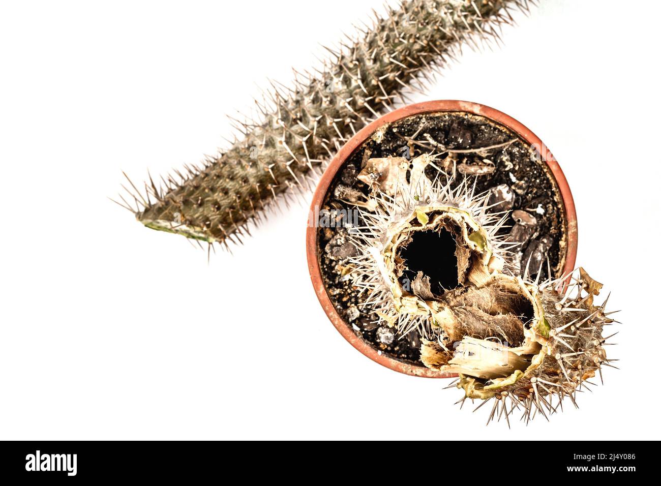 Rotten Pachypodium in a pot isolated on a white background. Example ...