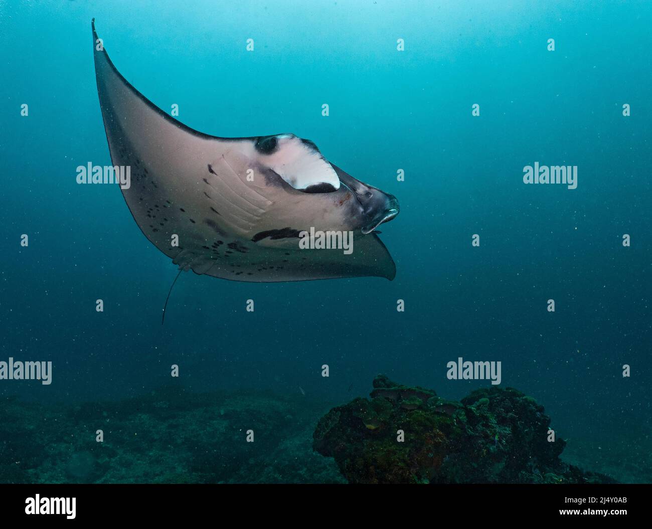 manta swimming gracefully through the tropical waters around Bali Stock ...