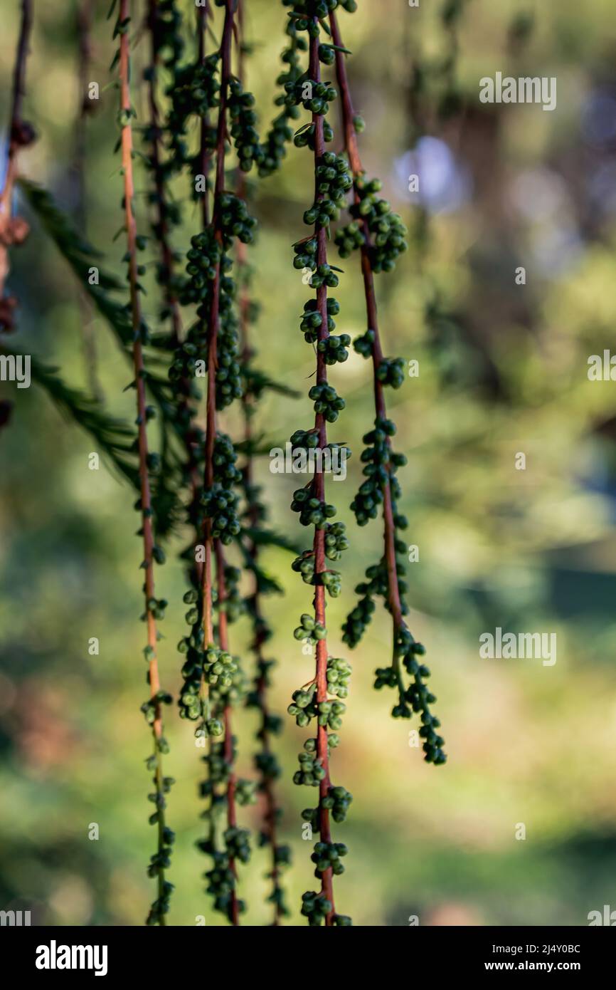Branch with fruits of a mugwort tree Stock Photo - Alamy