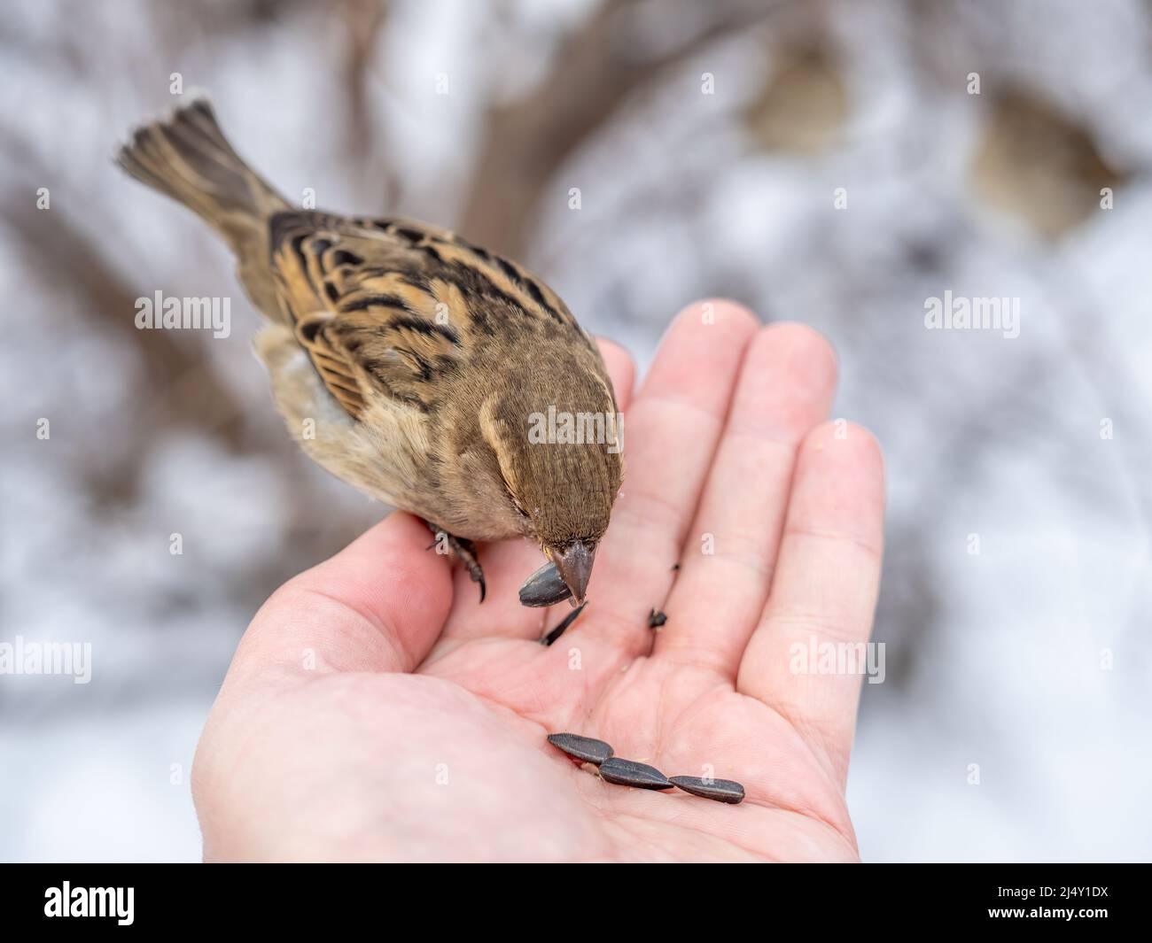 Sparrow eats seeds from a man's hand. A Sparrow bird sitting on the ...