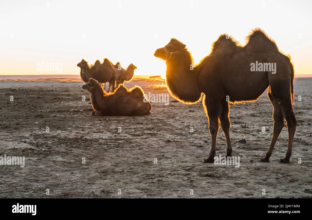 Camel's in the Gobi desert Stock Photo - Alamy