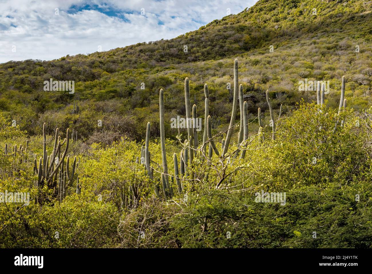 Landscape at Christoffel National Park on the Caribbean island Curacao ...