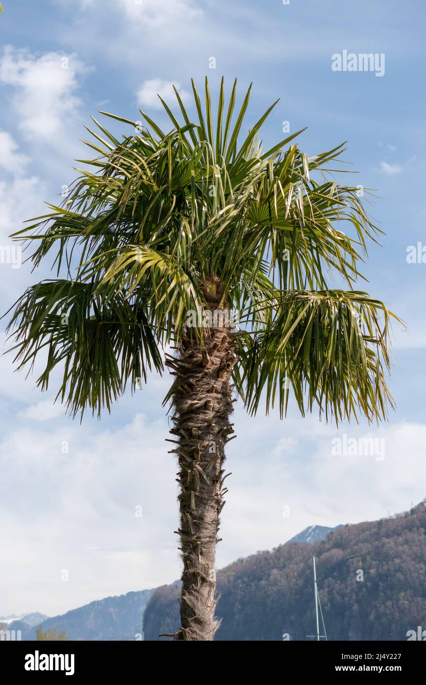 Switzerland palm tree hi-res stock photography and images - Alamy