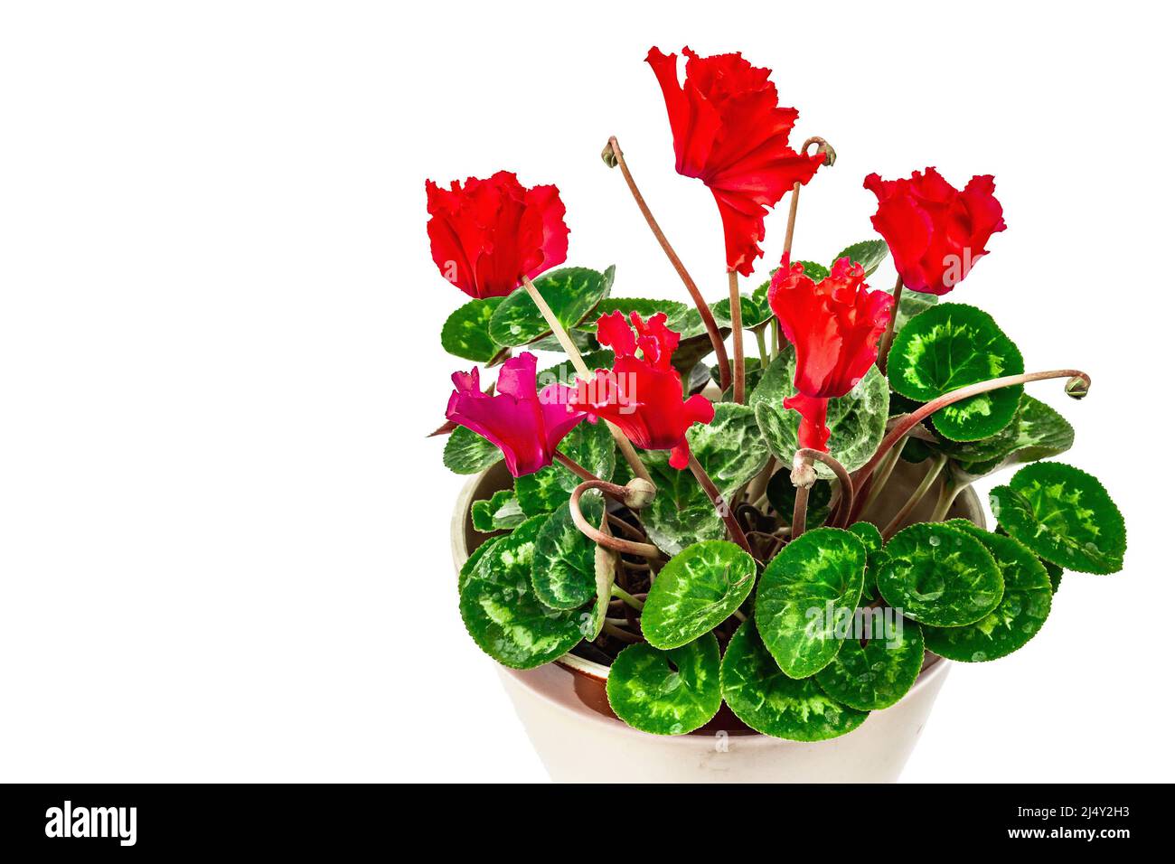 Cyclamen in a plant pot isolated on white background. Red flowering ...