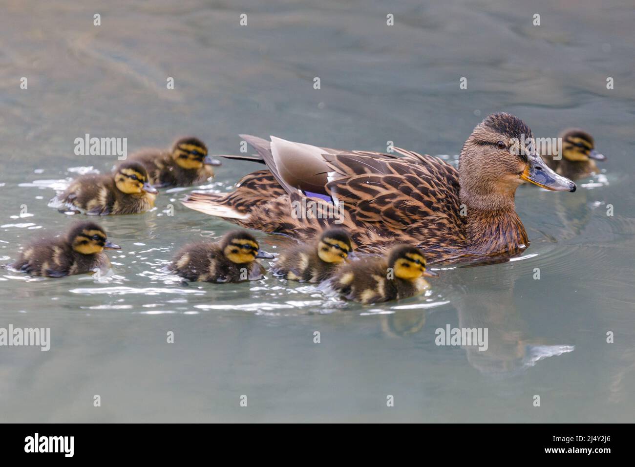 Adult Female Mallard duck (Anas platyrhynchos) and 7 ducklings in the ...
