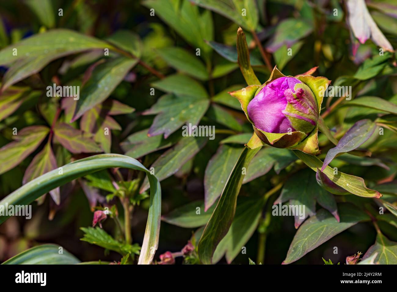 Peony (Paeonia) Suffruticosa Chinese Tree Peony Ling Hua Zhan Lu Stock ...