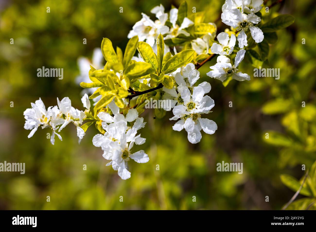 Exochorda x macrantha 'The Bride' pearl bush Stock Photo - Alamy