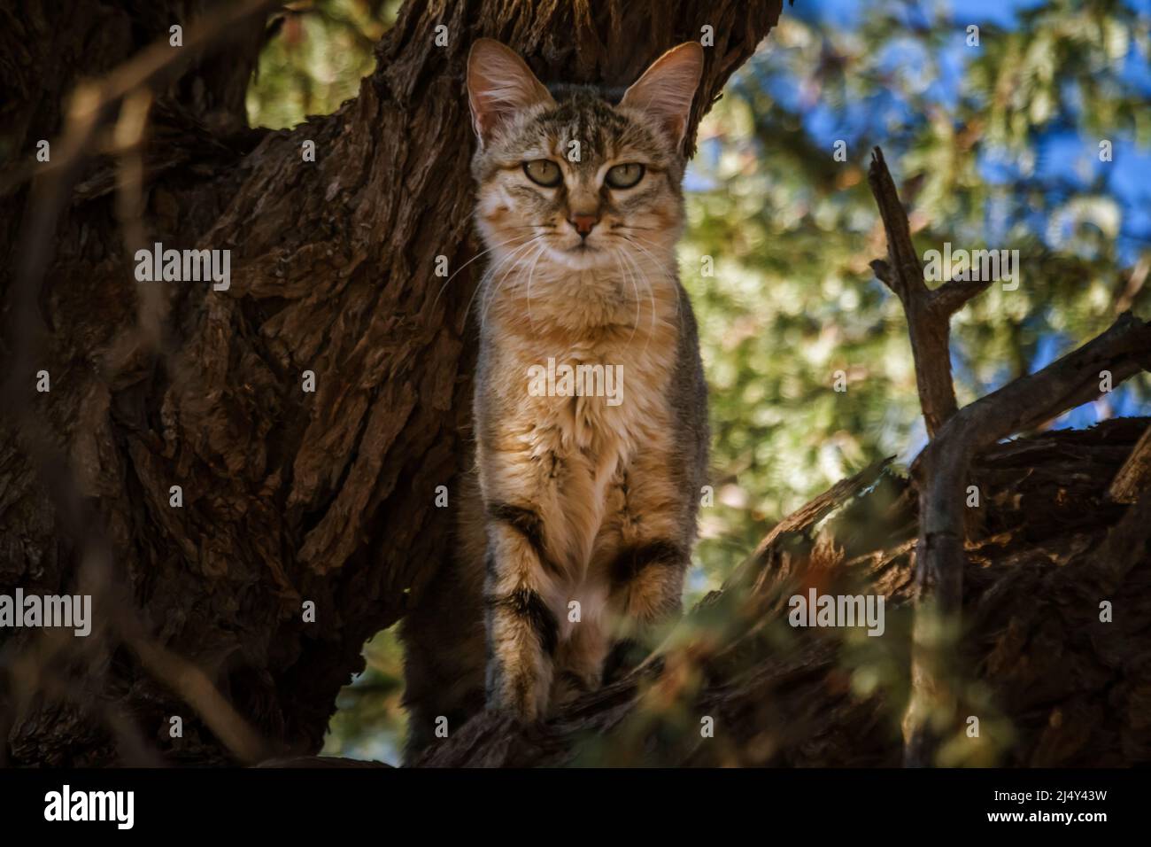 Southern African wildcat standing front view in tree trunk in Kgalagadi ...